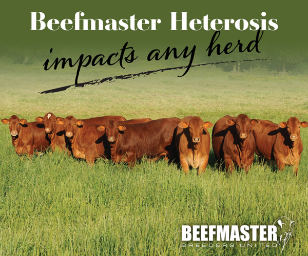 ABOUT BEEF - BEEF